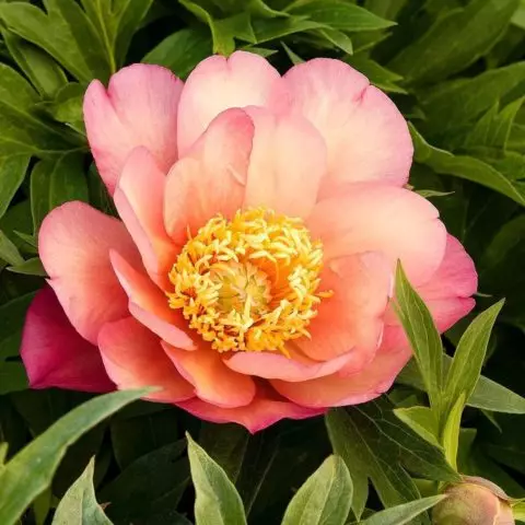 ITO-peonies: यसको मतलब के हो, फोटो र नाम, रोपण र हेरचाह, प्रजनन, जाडो को लागी तयारी संग किस्महरु 5089_6