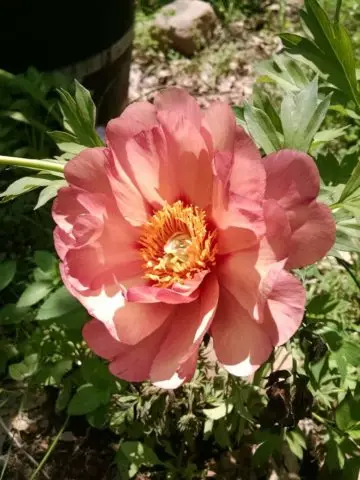 ITO-peonies: بۇ نېمىدىن دېرەك بېرىدۇ ، سۈرەت ۋە ئىسىملار بار سورتلار ، تېرىش ۋە پەرۋىش قىلىش ، كۆپەيتىش ، قىشقا تەييارلىق قىلىش 5089_8