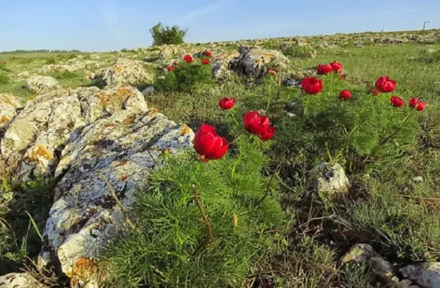 Tievlapu peonija (šaurlapu, melna, Paeonia tenuifolia): stādīšana un kopšana, audzēšana, pavairošana 5093_12