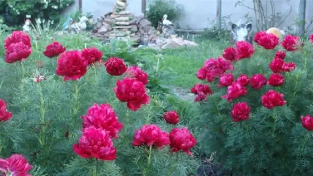 Manipis na dahon ng peony (makitid na dahon, itim, Paeonia tenuifolia): pagtatanim at pangangalaga, paglilinang, pagpaparami 5093_2