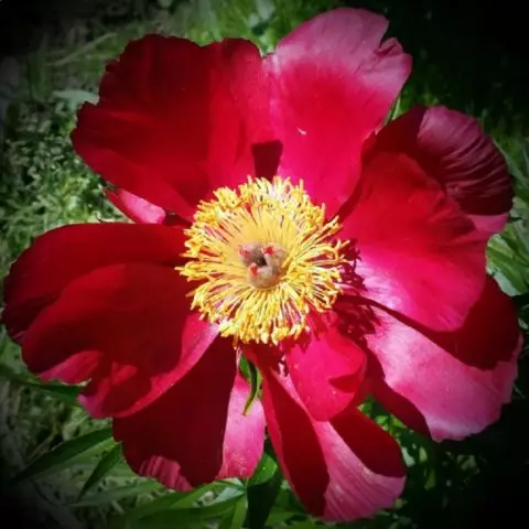 Piwonia cienkolistna (wąskolistna, czarna, Paeonia tenuifolia): sadzenie i pielęgnacja, uprawa, rozmnażanie 5093_6