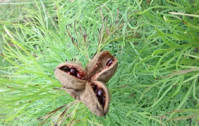 Tievlapu peonija (šaurlapu, melna, Paeonia tenuifolia): stādīšana un kopšana, audzēšana, pavairošana 5093_8