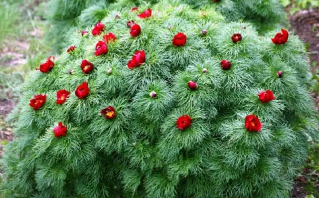 Manipis na dahon ng peony (makitid na dahon, itim, Paeonia tenuifolia): pagtatanim at pangangalaga, paglilinang, pagpaparami 5093_9