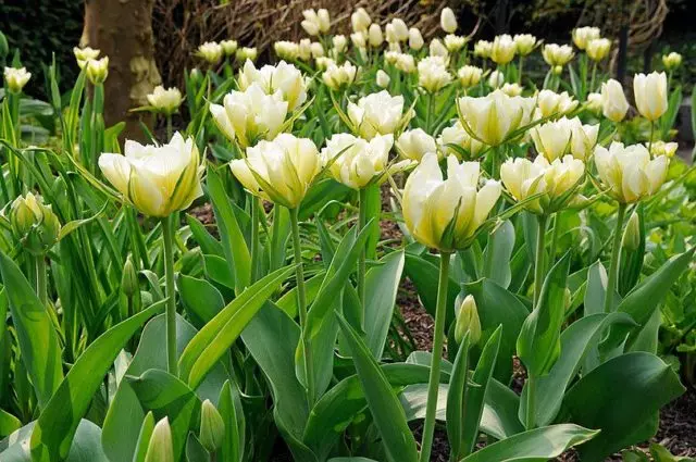 Tulipanes peonía: variedades, plantación y cuidado, reproducción, enfermedades y plagas, foto. 5095_1