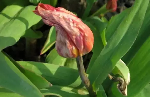 Tulipanes peonía: variedades, plantación y cuidado, reproducción, enfermedades y plagas, foto. 5095_12