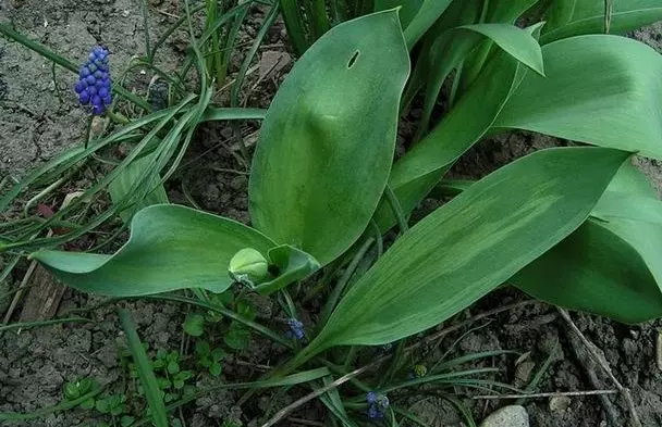 Tulipanes peonía: variedades, plantación y cuidado, reproducción, enfermedades y plagas, foto. 5095_15