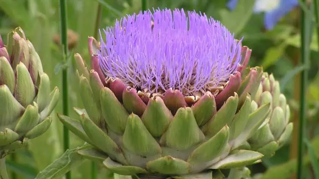 How to grow an artichoke in the country: planting and care in the Moscow region, Siberia, in the Urals 5104_2