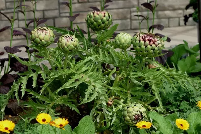 How to grow an artichoke in the country: planting and care in the Moscow region, Siberia, in the Urals 5104_3