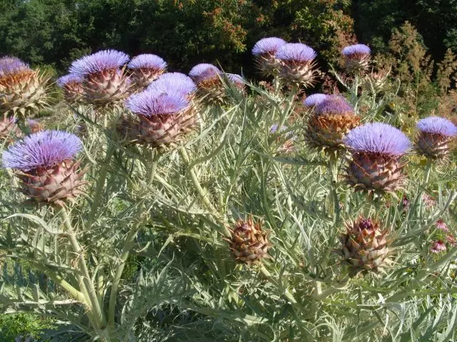 How to grow an artichoke in the country: planting and care in the Moscow region, Siberia, in the Urals 5104_5