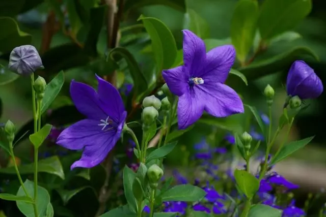 Platycodon de semillas: cuándo y cómo plantar, estratificación, cuidado de las plántulas 5109_1