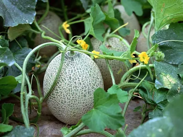 Melon mananasy: famaritana, fambolena, tsikera, sary 5122_6