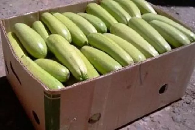 Ke mefuta efe ea zucchini e loketseng polokelo ea mariha 5139_13