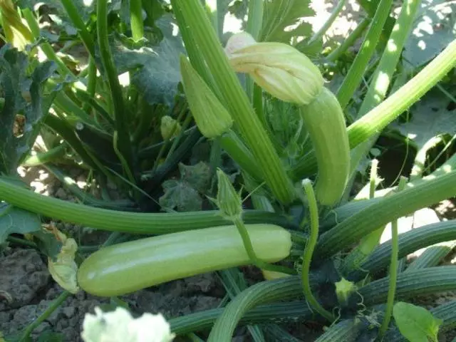 Vilka sorter av zucchini är lämpliga för vinterförvaring 5139_17