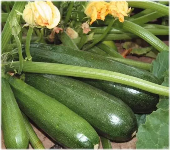 Kini awọn orisirisi ti zucchini jẹ o dara fun ibi ipamọ igba otutu 5139_2