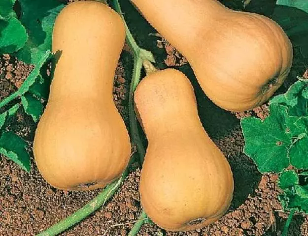 Kini awọn orisirisi ti zucchini jẹ o dara fun ibi ipamọ igba otutu 5139_3