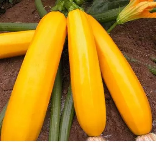 Vilka sorter av zucchini är lämpliga för vinterförvaring 5139_4