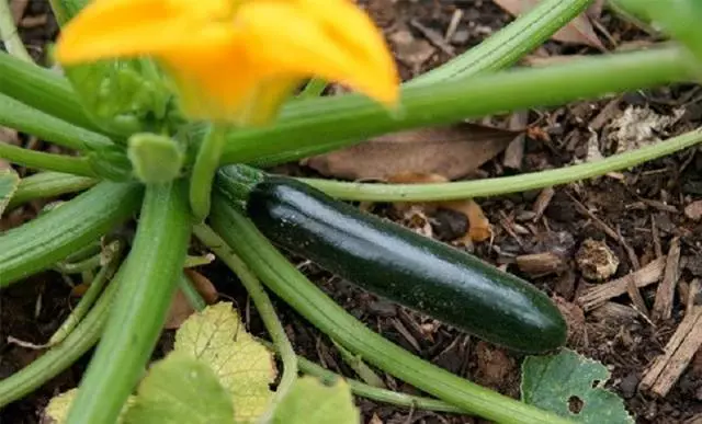 Anong mga pagkakaiba-iba ng zucchini ang angkop para sa imbakan ng taglamig 5139_9