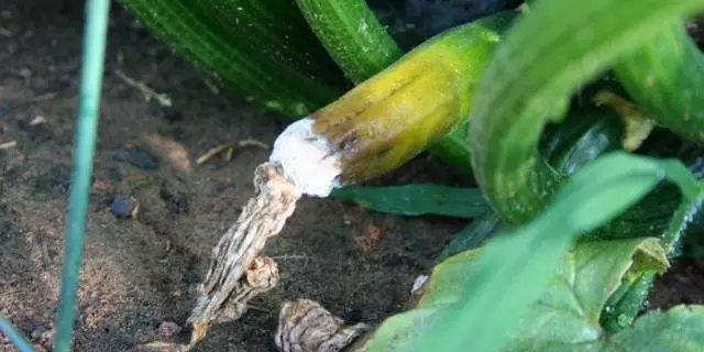 Zucchini: Setzlinge aus Samen ziehen, im Freiland pflanzen 5145_10