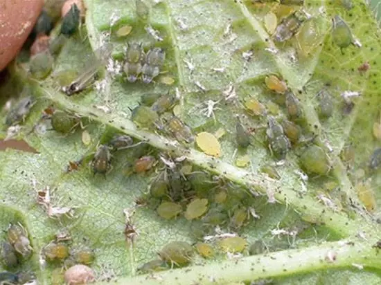 Zucchini: Setzlinge aus Samen ziehen, im Freiland pflanzen 5145_11