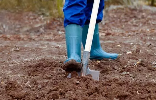 Zucchini: Setzlinge aus Samen ziehen, im Freiland pflanzen 5145_2