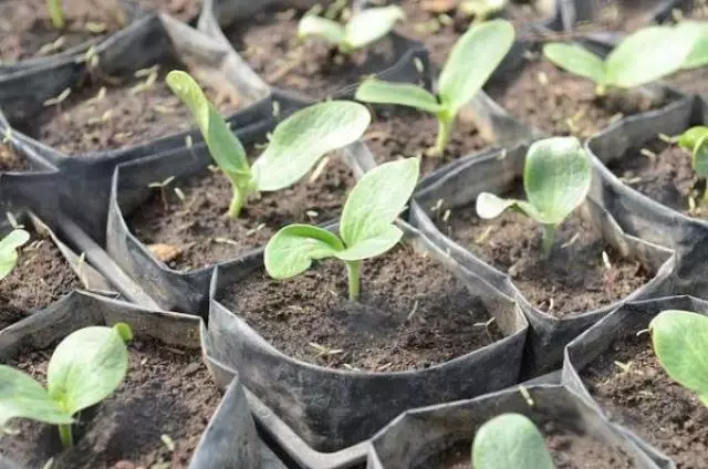 Zucchini: Setzlinge aus Samen ziehen, im Freiland pflanzen 5145_3