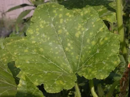 Zucchini: Setzlinge aus Samen ziehen, im Freiland pflanzen 5145_8