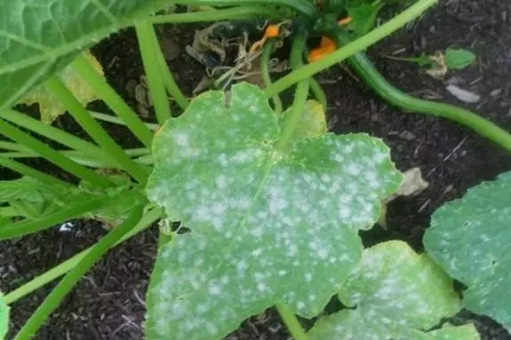 Zucchini: Setzlinge aus Samen ziehen, im Freiland pflanzen 5145_9