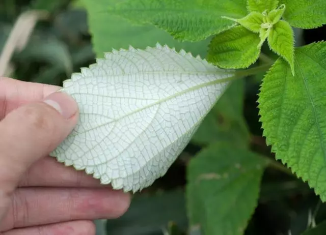 Chinese nettle (Asia, Bemeria yoyera): katundu wothandiza, chithunzi 5154_1