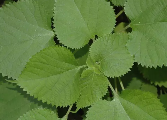 Chinese nettle (Asia, Bemeria yoyera): katundu wothandiza, chithunzi 5154_2