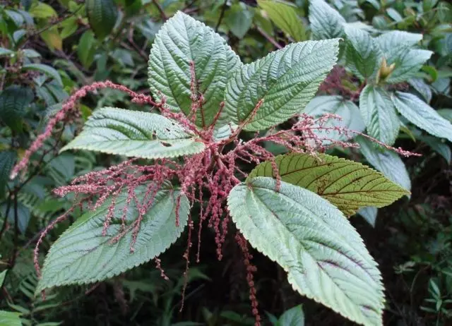 Chinese nettle (Asia, Bemeria yoyera): katundu wothandiza, chithunzi 5154_5