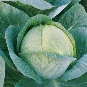 Cabbage Megaton: rasbeschrijving, foto's, beoordelingen 5158_1