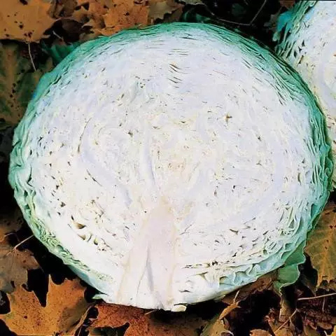 Cabbage Megaton: rasbeschrijving, foto's, beoordelingen 5158_2