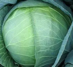 Cabbage Megaton: rasbeschrijving, foto's, beoordelingen 5158_3