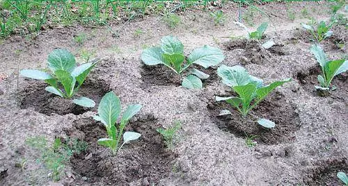 Cabbage Megaton: rasbeschrijving, foto's, beoordelingen 5158_4