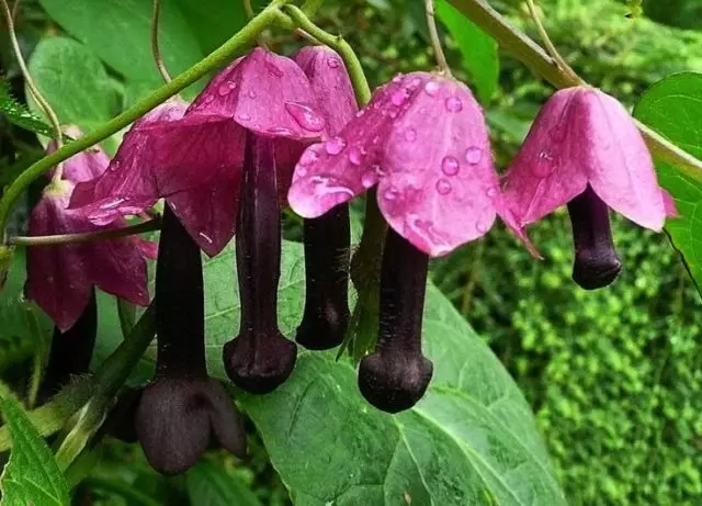 Rhodochiton: tikber minn żrieragħ id-dar, ritratti, kura u reviżjonijiet 5171_13