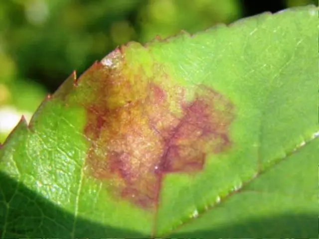 Rhodochiton: tikber minn żrieragħ id-dar, ritratti, kura u reviżjonijiet 5171_19