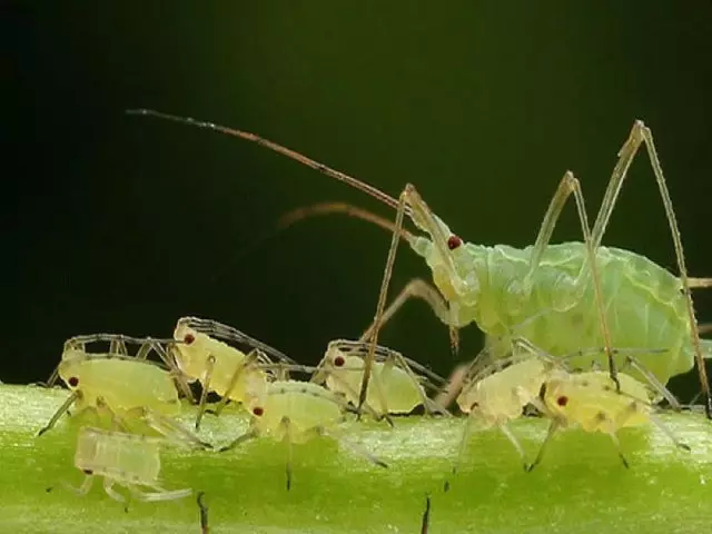 Rhodochiton: tikber minn żrieragħ id-dar, ritratti, kura u reviżjonijiet 5171_21