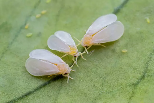 Rhodochiton: Kukula kuchokera kumbewu kunyumba, zithunzi, chisamaliro ndi kuwunika 5171_22