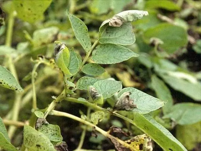 Malattie delle cime di patate: foto, descrizione e trattamento 5176_1