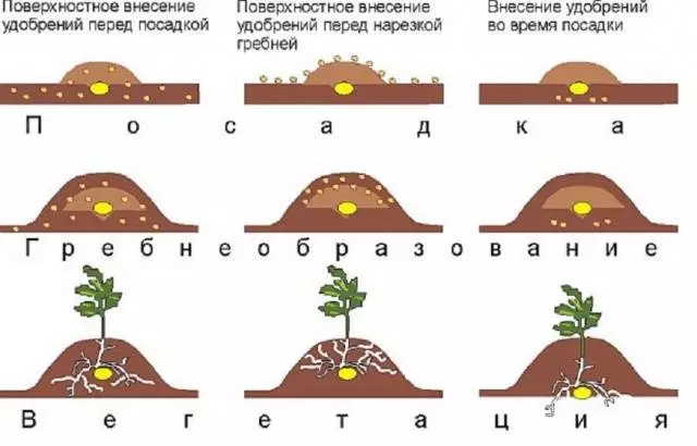 Gala Potatoes