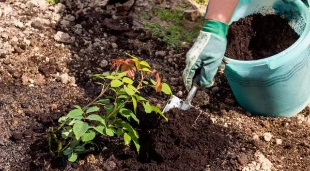 Bodendeckerrosen: Pflege und Kultivierung, Vermehrung und Schnitt 5185_12