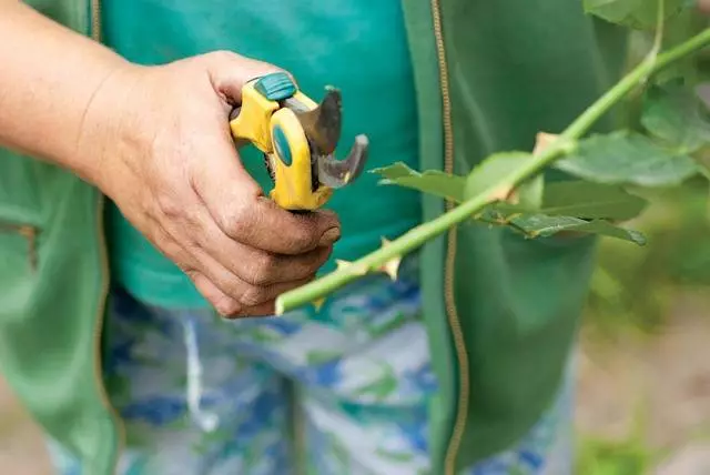 Bodendeckerrosen: Pflege und Kultivierung, Vermehrung und Schnitt 5185_19