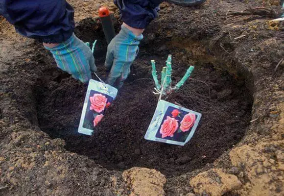 Почвопокровные ружы: сыход і вырошчванне, размнажэнне і абразанне 5185_9