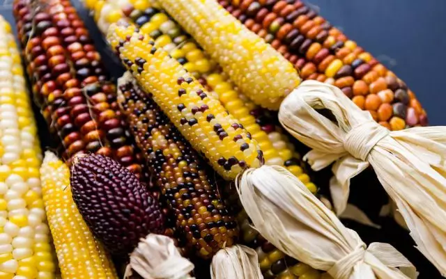 Jagung hias (stroberi): foto lan budidaya 5198_1