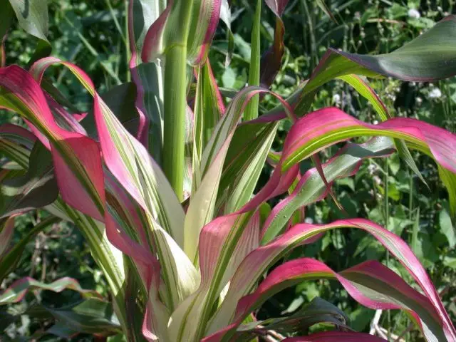 Jagung hias (stroberi): foto lan budidaya 5198_11