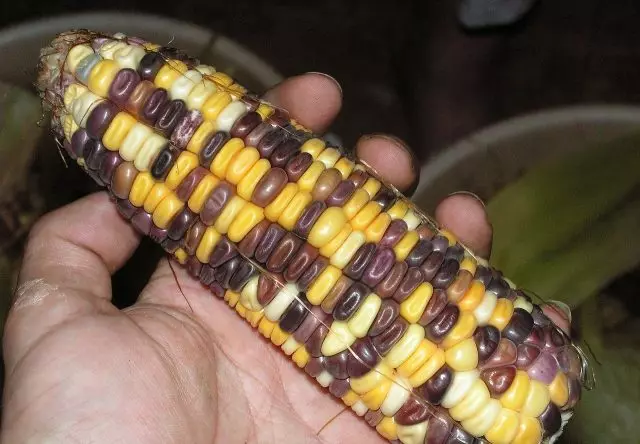 Jagung hias (stroberi): foto lan budidaya 5198_4