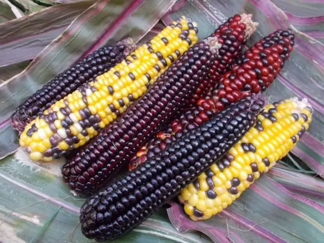 Jagung hias (stroberi): foto lan budidaya 5198_8