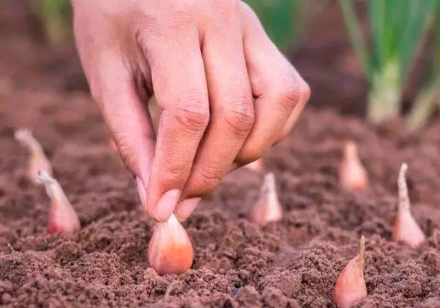 Banana Giant albasa zinariya: bayanin iri -iri, hotuna, dasawa da kulawa, bita 5211_3