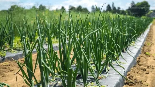 Banana Giant albasa zinariya: bayanin iri -iri, hotuna, dasawa da kulawa, bita 5211_5