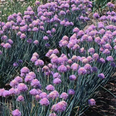 Chives: growing on a windowsill from seeds in winter, all year round 5215_12